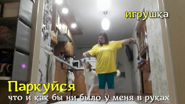 Игры с собаками / Паркуйся / Самоконтроль