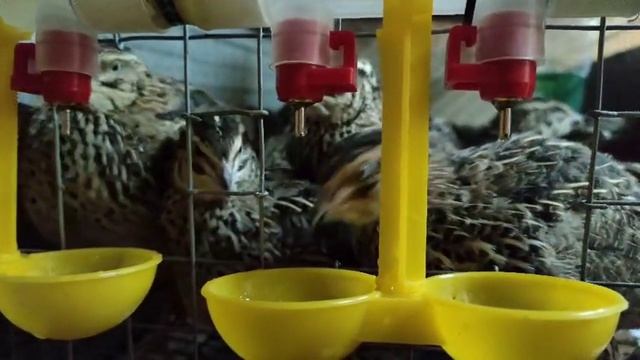 Ниппельная поилка и молодые перепела...