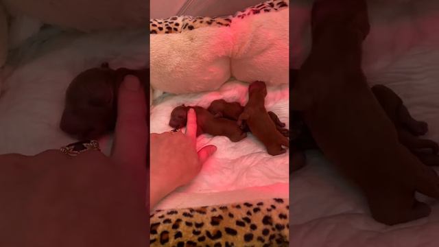 Teacup teddy poodle вот они какие мишки тэдди нам 1 час