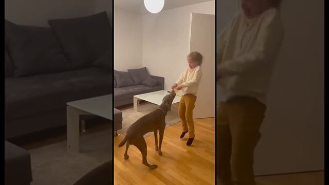 Собака игрушку приносит, но не отдает #dog #game #weimaraner #собака #игра #веймаранер