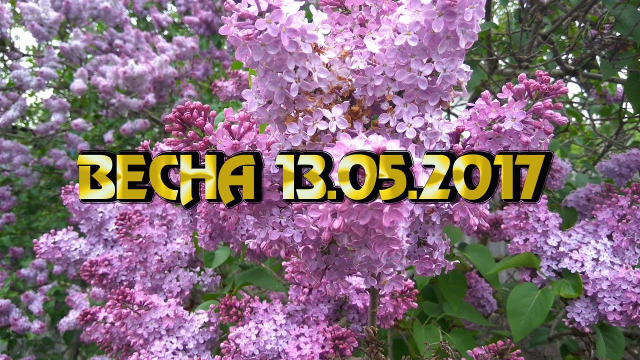 Весна  13.05.2017