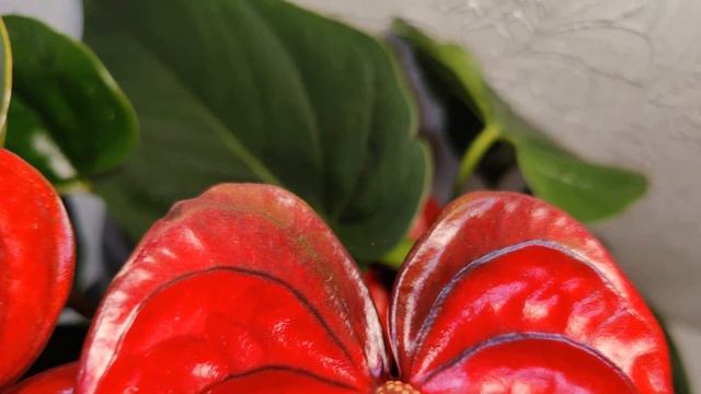 Цветы Вместе - Антуриум Карма Дарк Ред Anthurium Karma Dark Red 17/55
