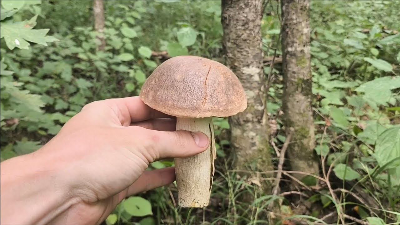 За грибами в лес