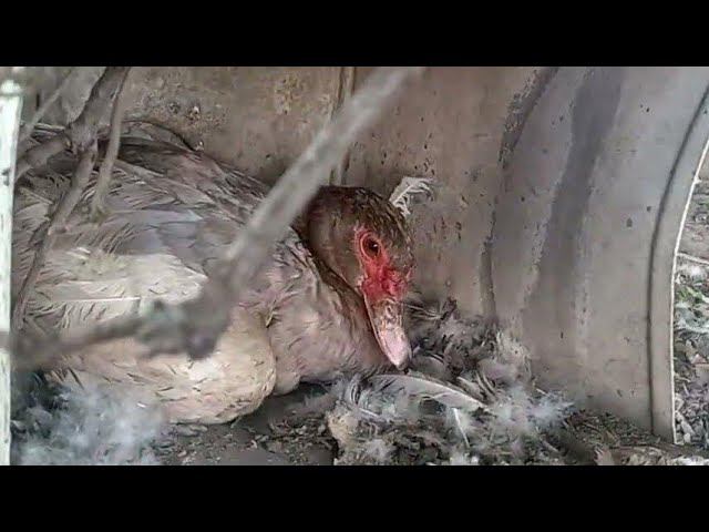 Кто-то ворует яйца мускусных уток