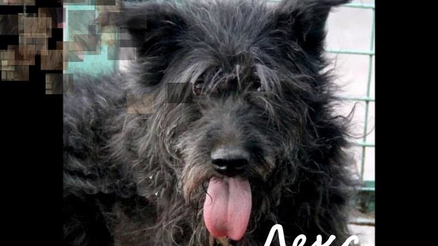 Собаки приюта Кожухово ушли навсегда в 2015г