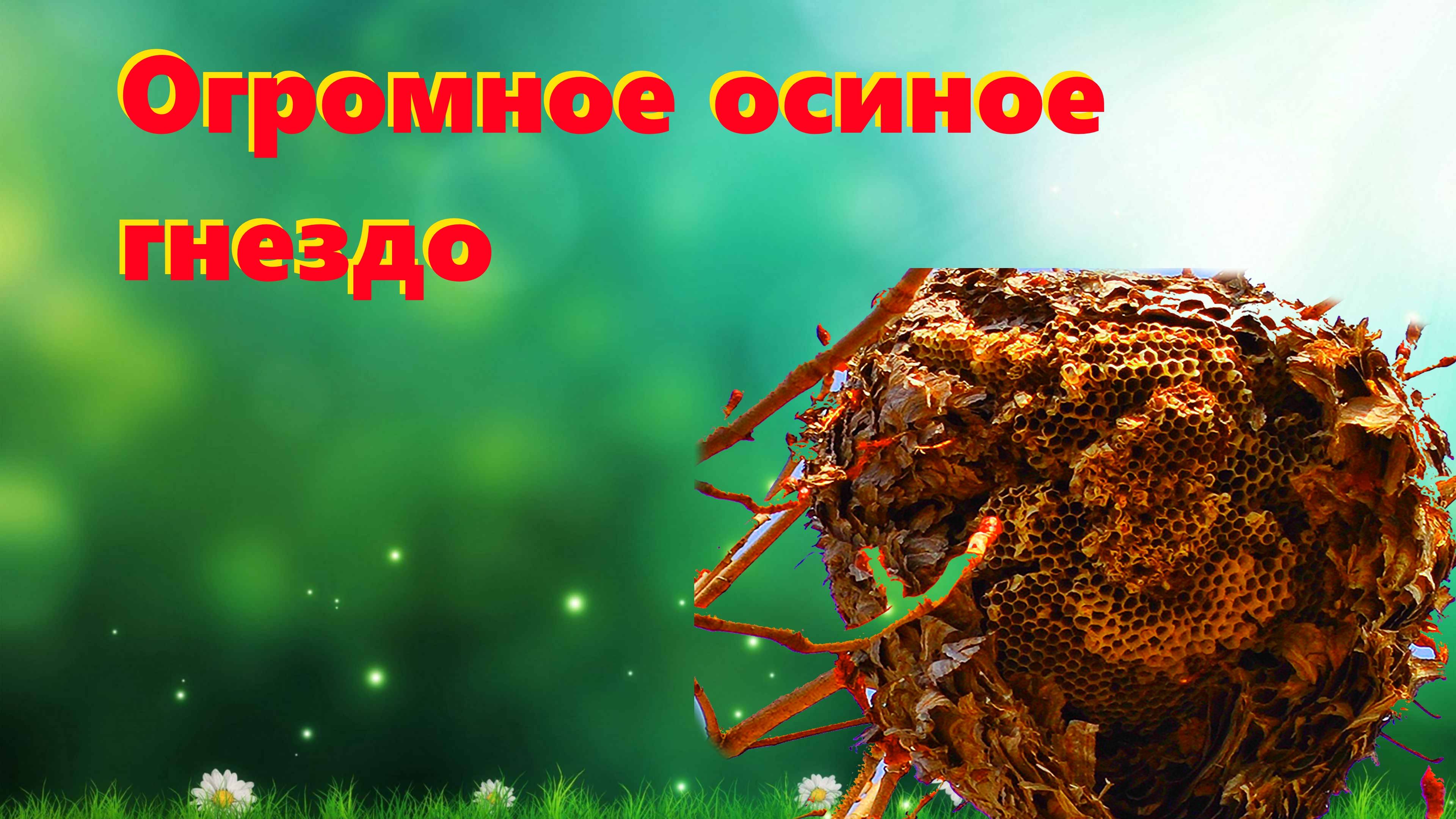 🐝 Шок! Разворошили огромное осиное гнездо! 🐝