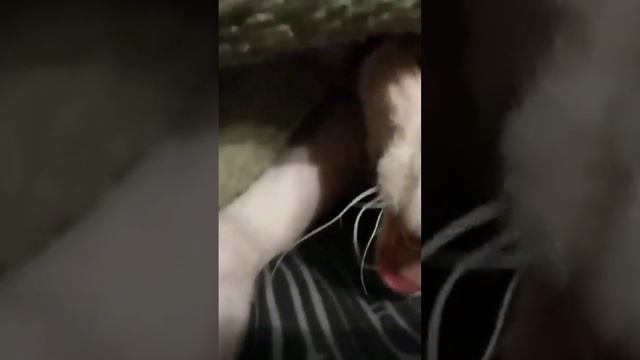 Бриллиантовая Рука - Сеня, а ты Софи Лорен видел? (в роли Сени сфинкс Чипа 20.02.2023)