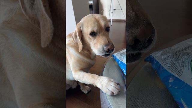 Маленький воришка😁 https://t.me/deni_mani это телеграм канал DENI_MANI