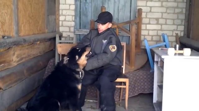 Дрессировка  собак. Тренировка собак с нападавшими! Собака - лучший друг человека! Милые животные!