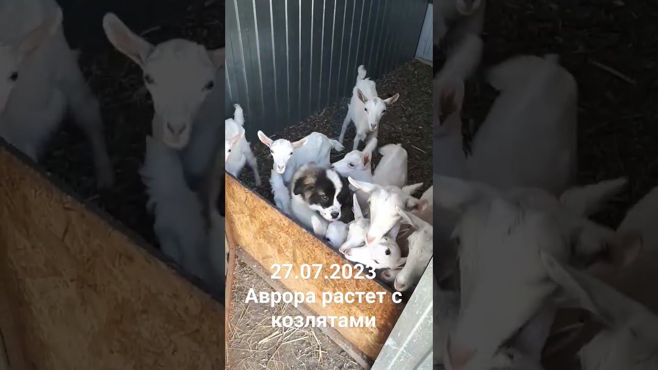 Аврора и козлята. Растим пастуха