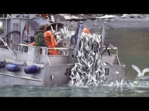 Рыбная лихорадка в Бристольском заливе (Bristol Bay Brawl)