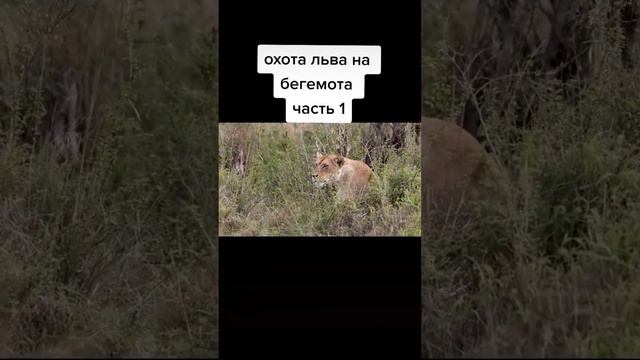 охота льва на бегемота часть 1