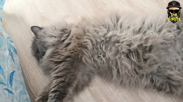 Альфу жарко!