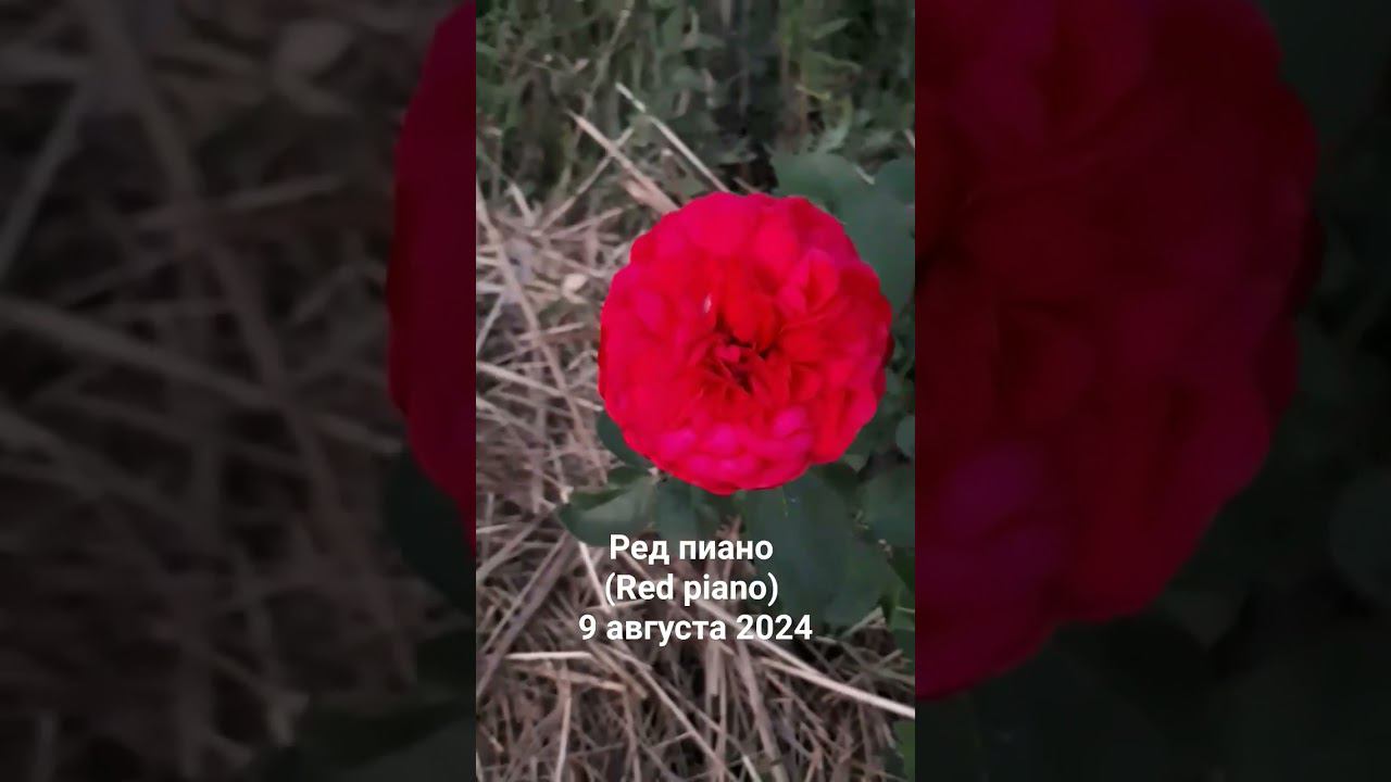 Ред пиано (Red piano) первое цветение
