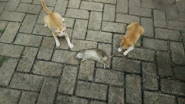 Про жизнь котов.mp4