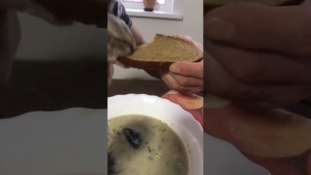 Кот кушает суп с хлебом