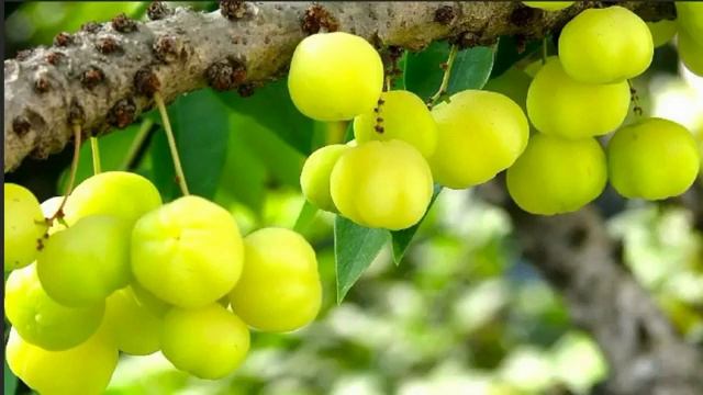 Результаты научных исследований и клинических испытаний АМЛЫ Saberry ...