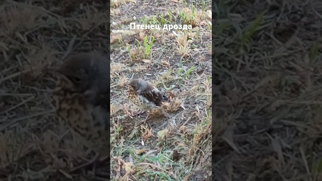Птенец дрозда #птица #птенец #дрозд