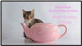 Бэкстэдж к фотосессии котенка
