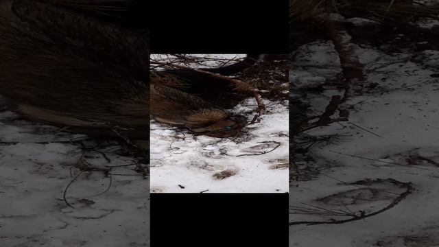 ❗В лес за трюфелями❗ #shorts #short #video #dogs #лес #nature #собаки #животные #природа #зима