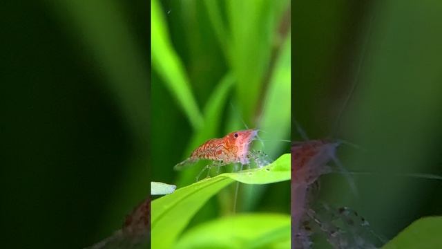 Смотреть видео о креветках вишня