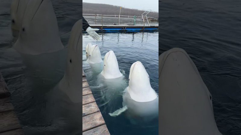 Белухи в Приморском океанариуме начали изучать синхронный танец. #witewhale