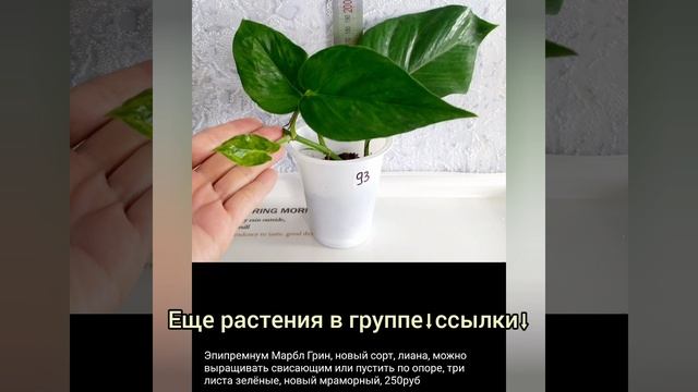 9.11.23 #Растения почтой?Филодендроны?Орхидеи?Эпипремнумы и др #растения #цветы #купить #shorts