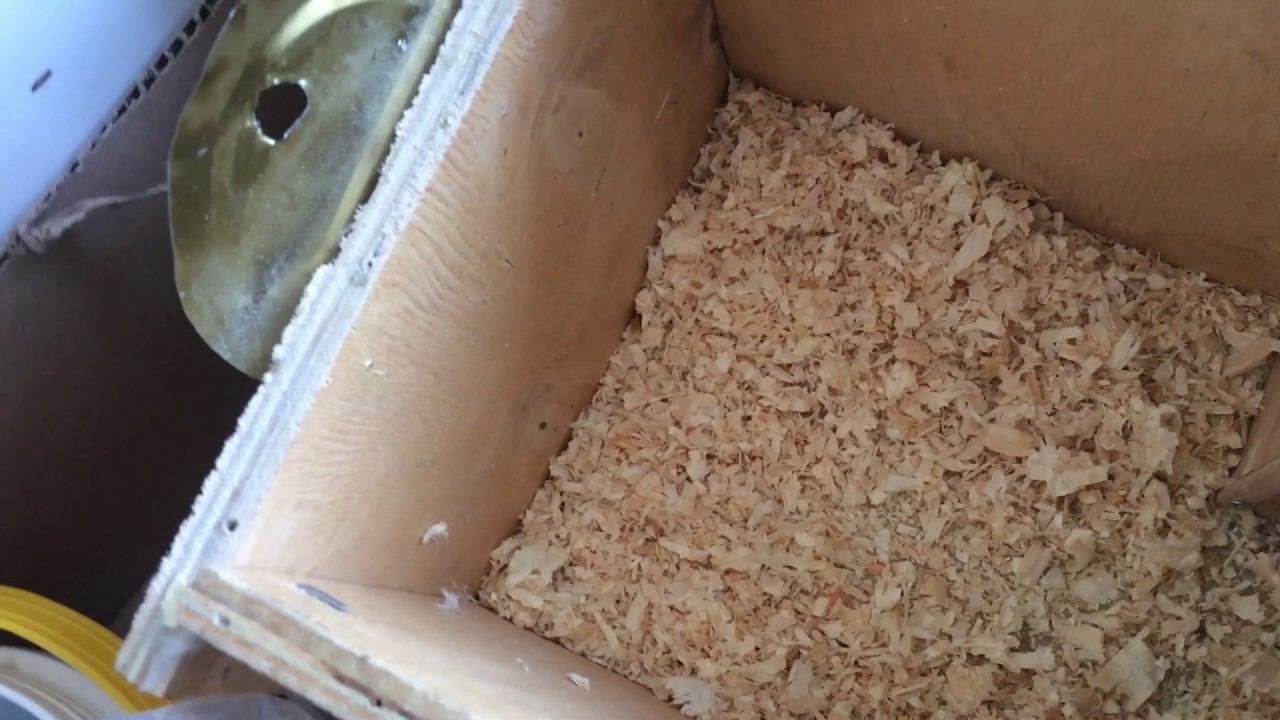 Уборка в гнезде волнистых попугаев, разведение, уход за птенцами