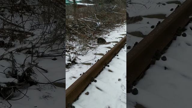 Монокот или которельс новый жд транспорт в Луганске.