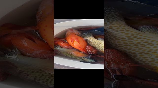 Рыбалка красное море