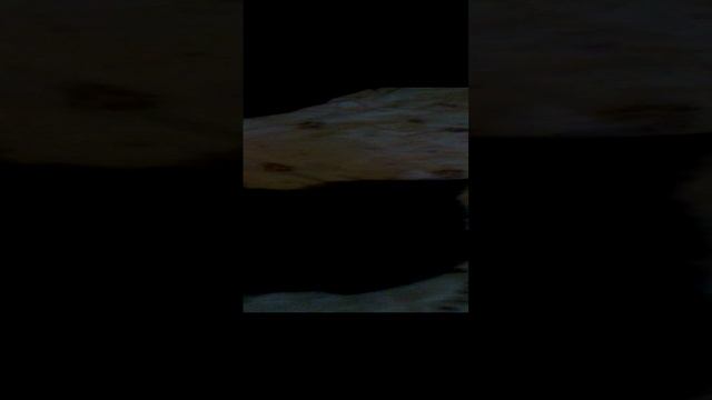 видео моего черного с белым цвета кота.