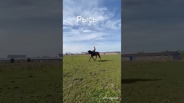 Аллюры лошади