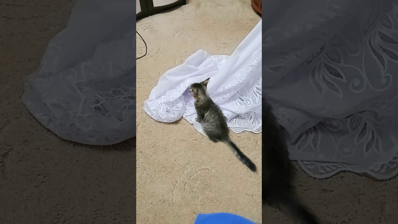 #Мурзик.. смешные котики.. funny cats..