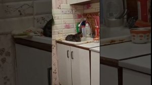 ООО Тепленькая пошла?