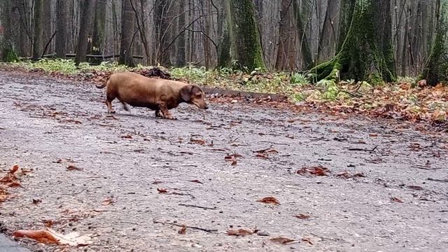 прогулка Измайловский парк (5 частей) (2 грибы, 4 собака, 5 грибник) 2022.11.09_08:35:10