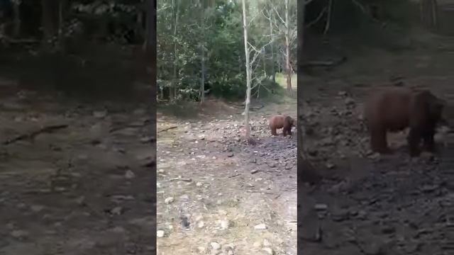 медведи