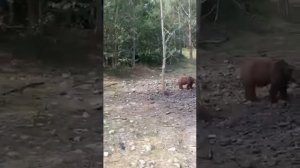 медведи