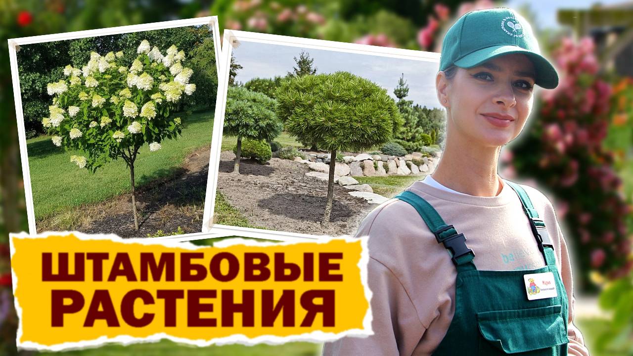 КУЛЬТУРЫ НА ШТАМБЕ! СРОЧНО УКРАСЬТЕ ИМИ СВОЙ САД! #сад #растения #штамбовые