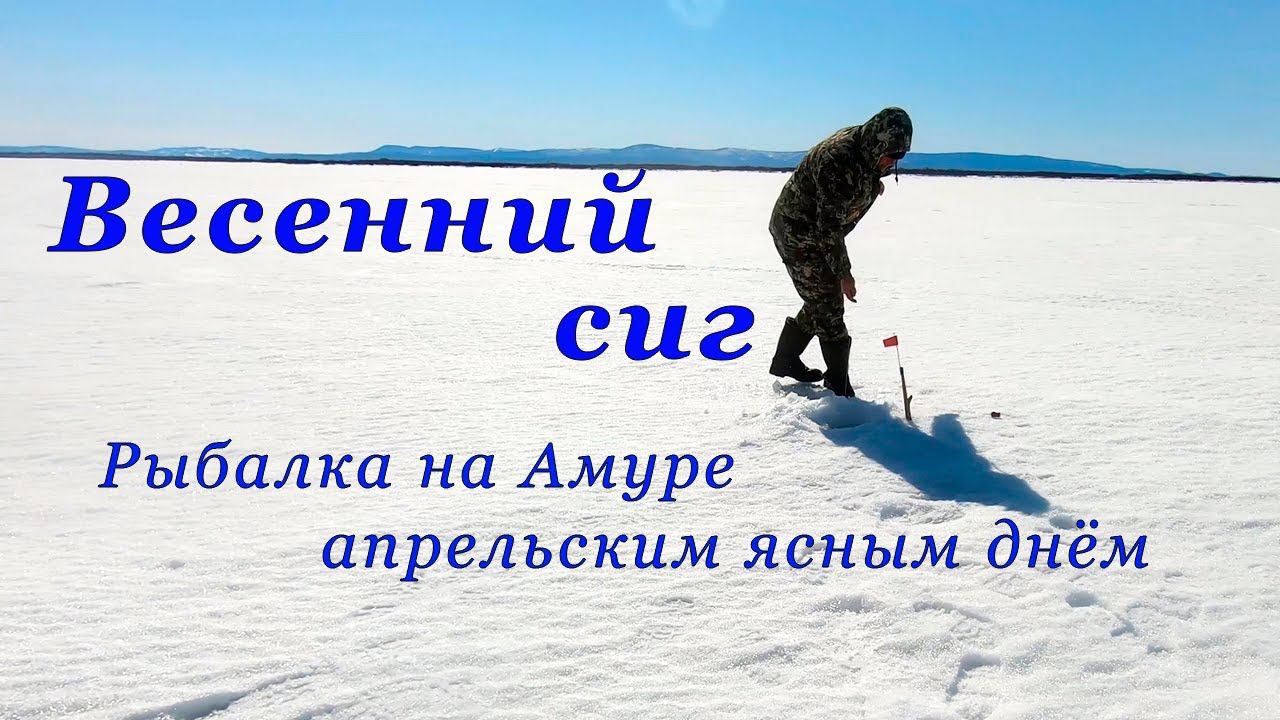 Весенний сиг. Подлёдная рыбалка  на Амуре апрельским ясным днём