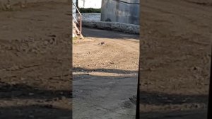 Ухажёр.