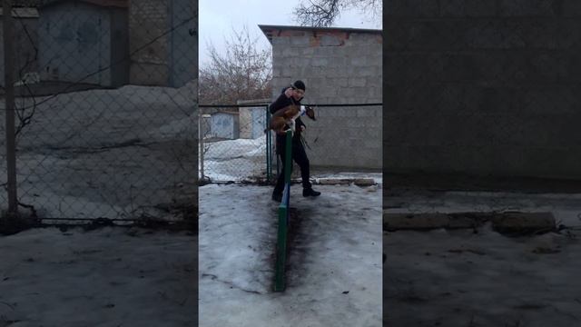 Джек Фокс терьер- спортивный парень!Аlexav Dogs- ютуб, дрессировка собак Харьков.🐶