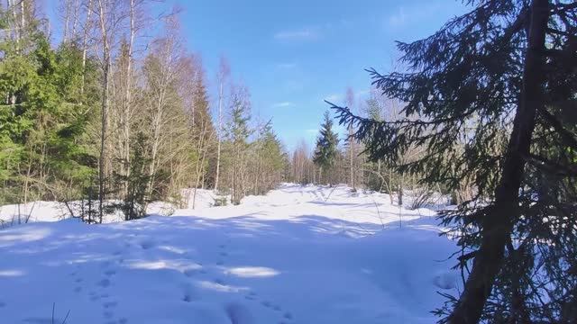 "Иду в обход" \ Зимний поход с ночёвкой