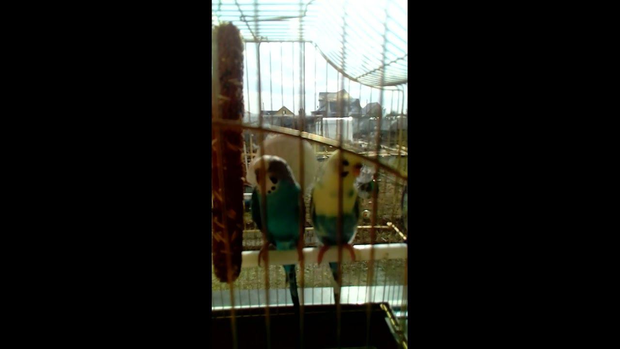 Курятник не построили  но птиц завели#shorts