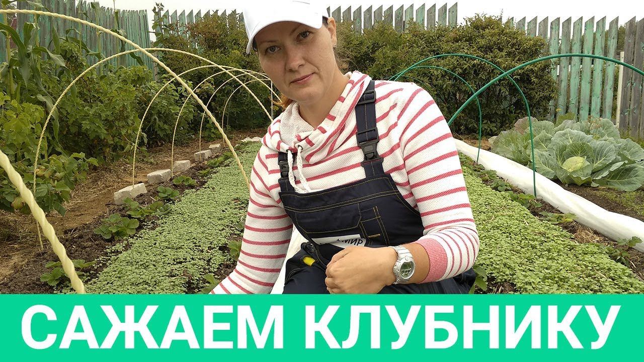 ТАКАЯ ПРОЖОРЛИВАЯ КЛУБНИКА. Не жалейте удобрения после плодоношения!!