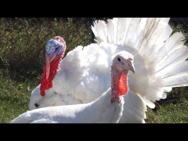 Брудер для индюков//Расширение брудера.