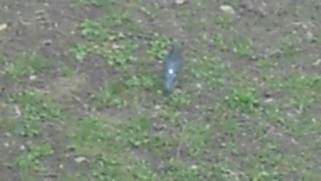 Голубь ходит ищет еду 35464 DSCN5277