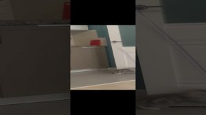 Шотландский вислоухий котенок Лёлик играет с бабочкой