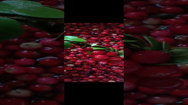 Псковская брусника