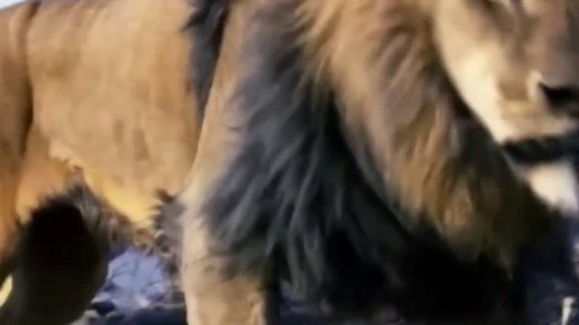 , Сериал Король Лев 2(Правление Симбы/2022/Сделано мною??