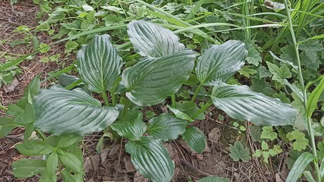 VID_20240624 Хосты Punky, World Cup. Irish Luck, Sagae и др.